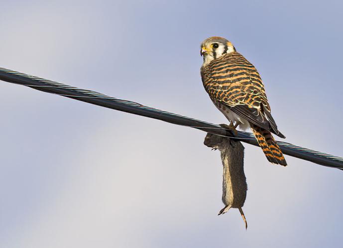Five Fun Facts About… The American Kestrel | Estes Valley Spotlight ...