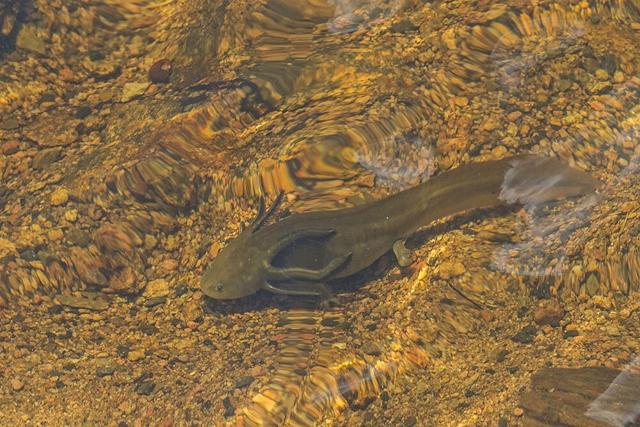 Five Fun Facts About… The Tiger Salamander | Estes Valley Spotlight ...