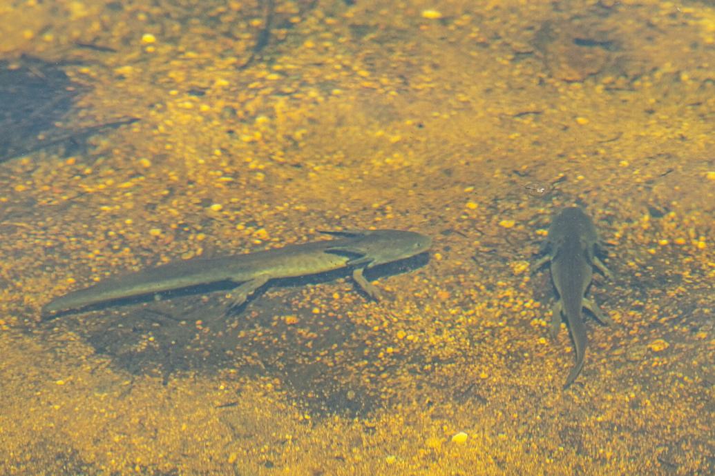 Five Fun Facts About… The Tiger Salamander | Estes Valley Spotlight ...