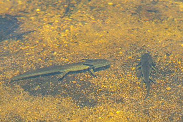 Five Fun Facts About… The Tiger Salamander | Estes Valley Spotlight ...