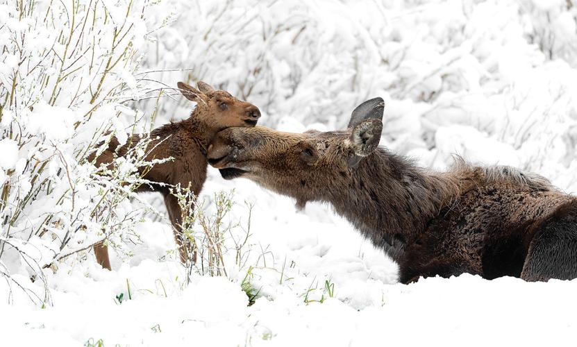 what do moose do when it snows