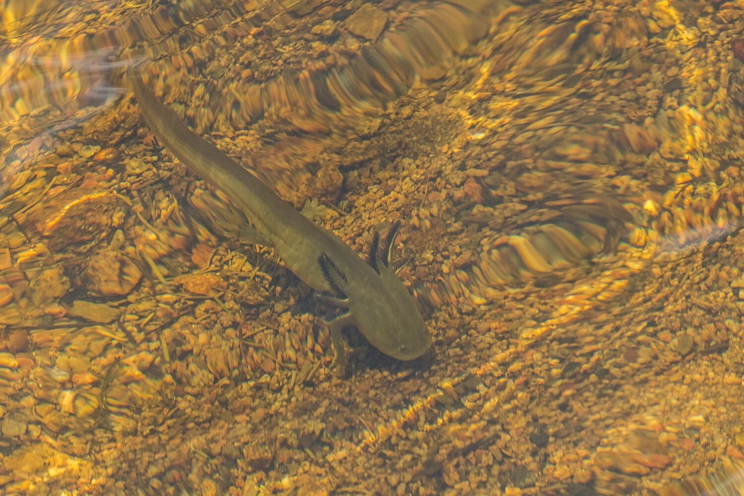 Five Fun Facts About… The Tiger Salamander | Estes Valley Spotlight ...