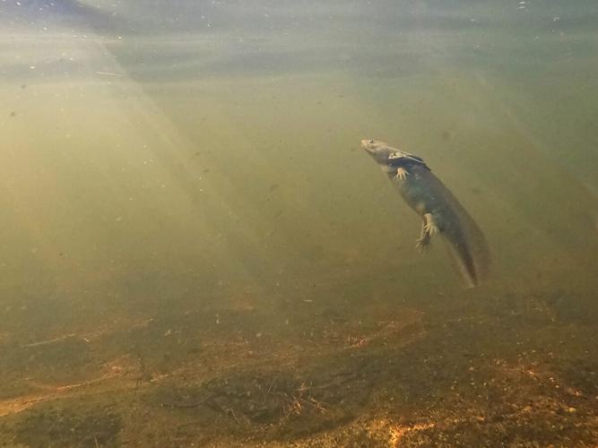 Five Fun Facts About… The Tiger Salamander | Estes Valley Spotlight ...