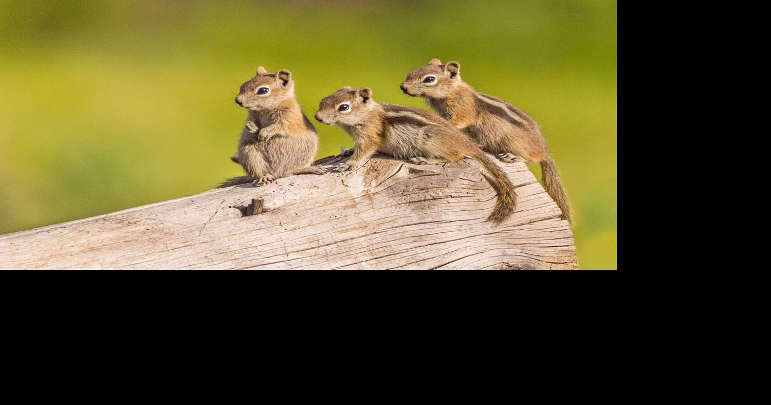Five Fun Facts About Golden Mantled Ground Squirrels Estes Valley
