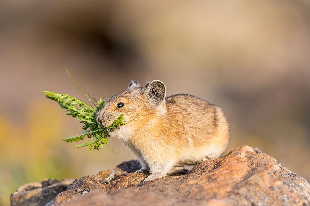 Five Fun Facts About… The American Pika | Estes Valley Spotlight ...