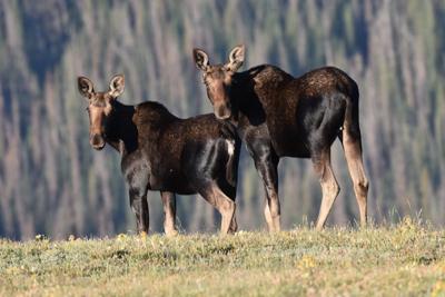Moose Research Project in Rocky Mountain National Park | RMNP News ...