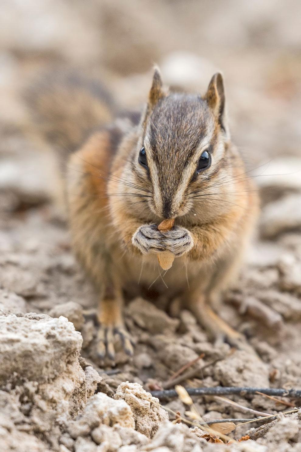 Five Fun Facts About... Chipmunks | Estes Valley Spotlight ...