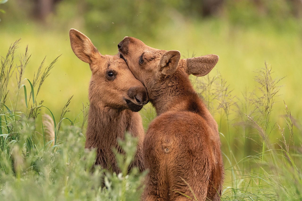 Deena Sveinsson’s Twin Moose Photograph Receives Honorable Mention ...