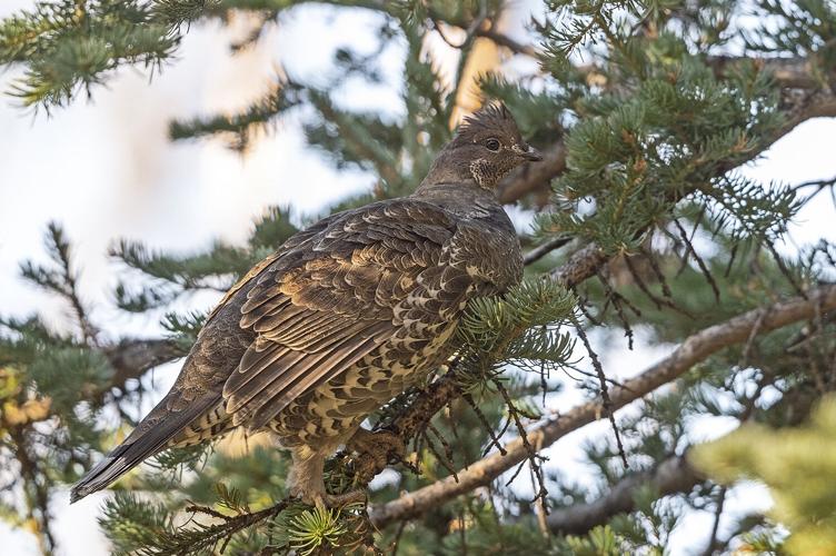 Five Fun Facts About… The Dusky Grouse | Estes Valley Spotlight ...