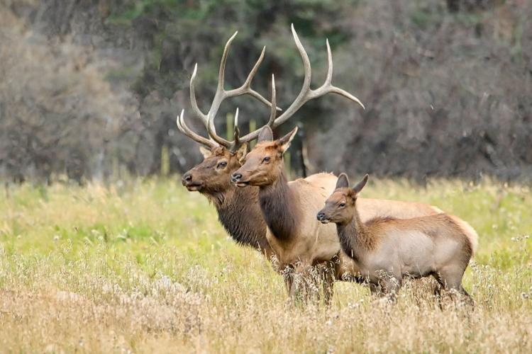 Famous Elk Of RMNP | Estes Valley Spotlight | estesparknews.com