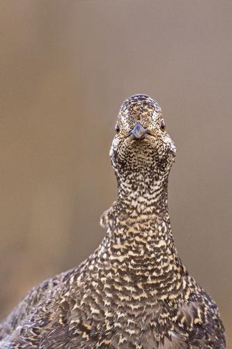 Five Fun Facts About… The Dusky Grouse | Estes Valley Spotlight ...