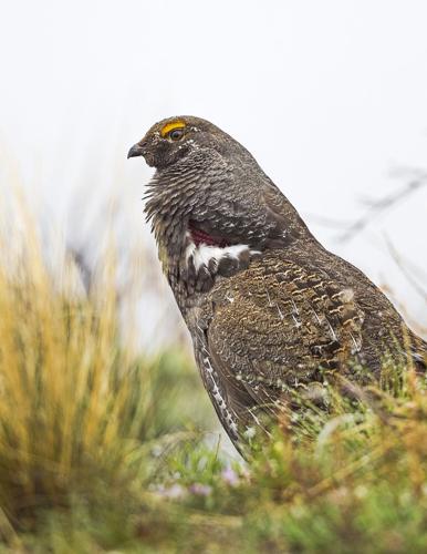 Five Fun Facts About… The Dusky Grouse | Estes Valley Spotlight ...