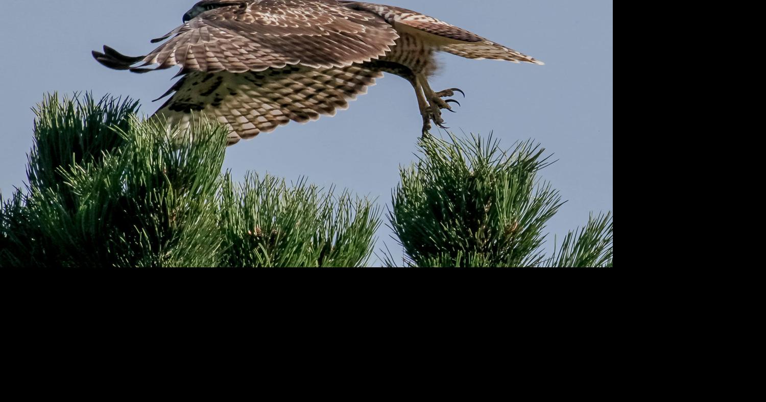 Temporary Closures in Lumpy Ridge and Loch Vale Areas to Protect ...