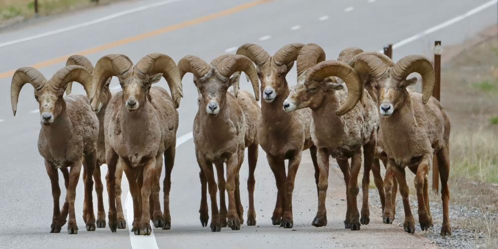 Big, Bold Rams In Rocky Mountain National Park | Estes Valley Spotlight ...