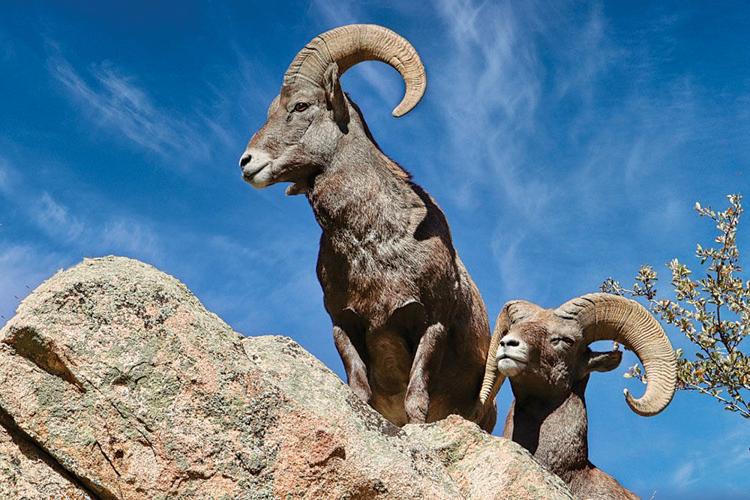 Big, Bold Rams In Rocky Mountain National Park | Estes Valley Spotlight ...