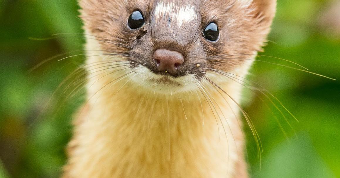 Five Fun Facts About... The Weasel | Estes Valley Spotlight ...