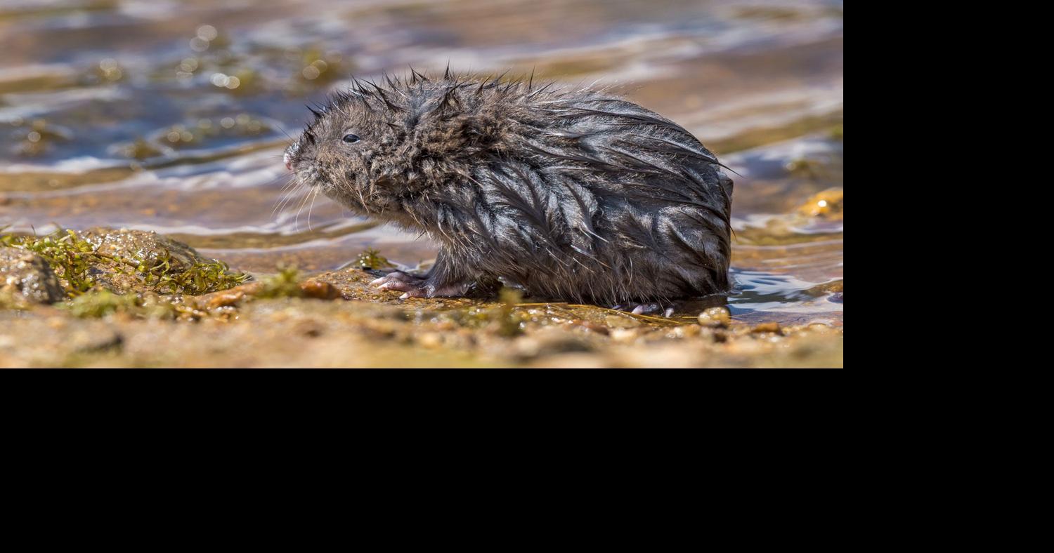 Five Fun Facts About... The Muskrat | Estes Valley Spotlight ...