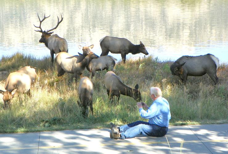 Watch And Enjoy Elk Rut In Safety | Featured Articles | estesparknews.com