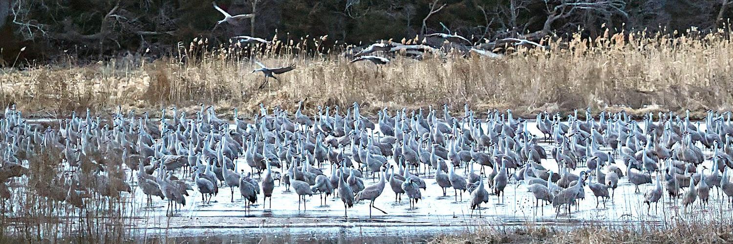do sandhill cranes migrate