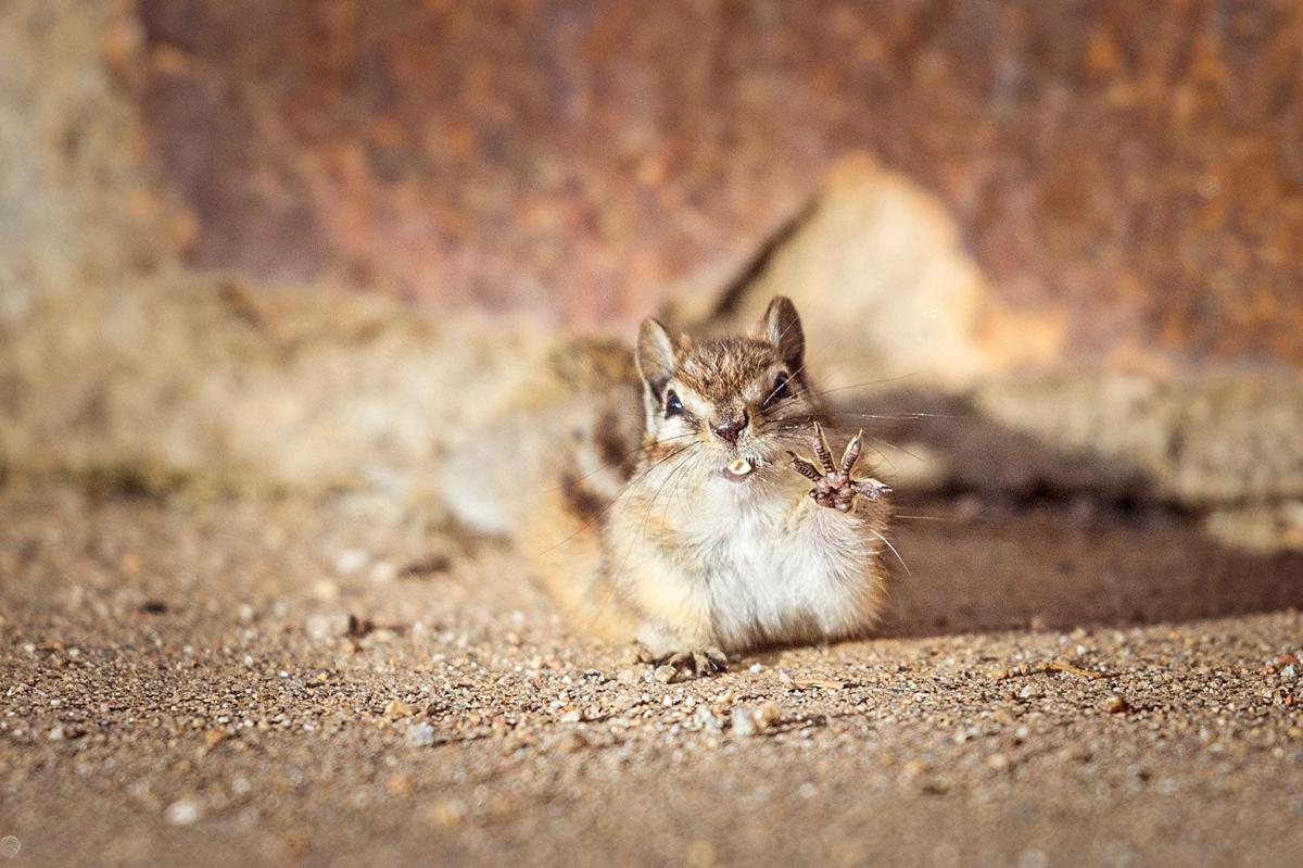 alpine chipmunk cats