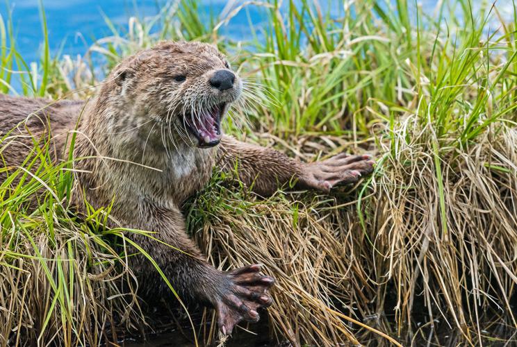 Five Fun Facts About… River Otters | Estes Valley Spotlight ...