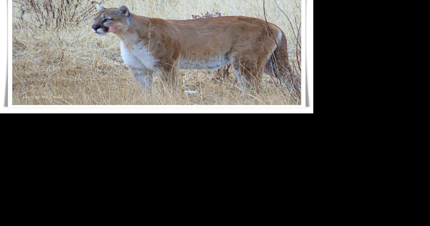 Mountain Lion Reveals Itself | Featured Articles | estesparknews.com