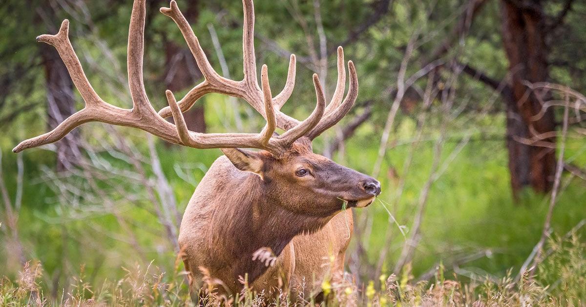 what elk has the biggest antlers