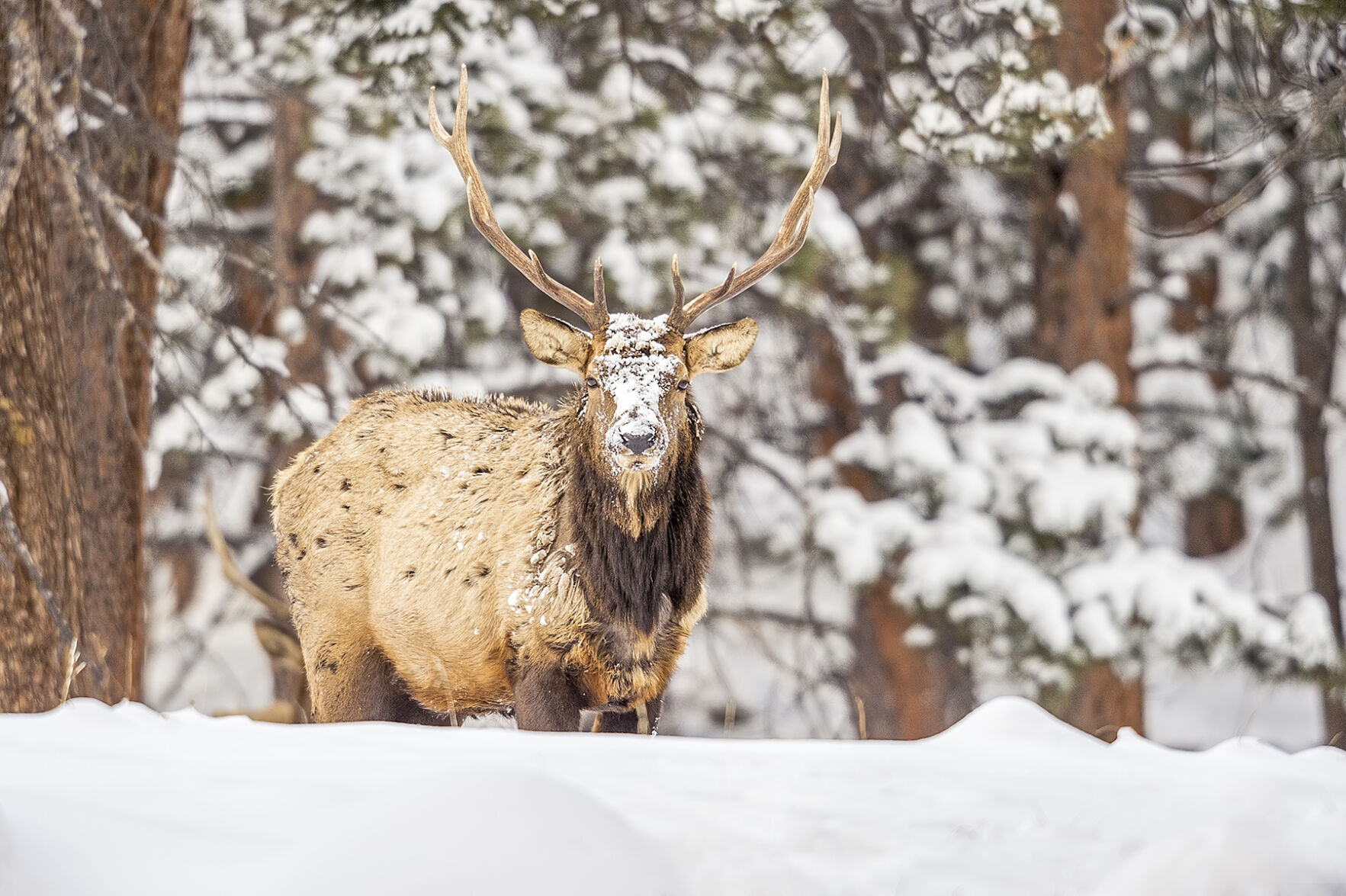 Five Fun Facts About… How Elk Survive The Winter | Estes Valley ...