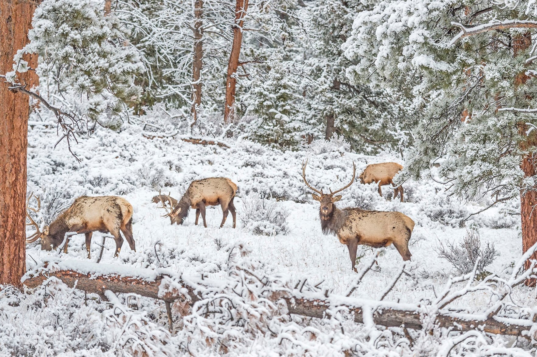 Five Fun Facts About… How Elk Survive The Winter | Estes Valley ...