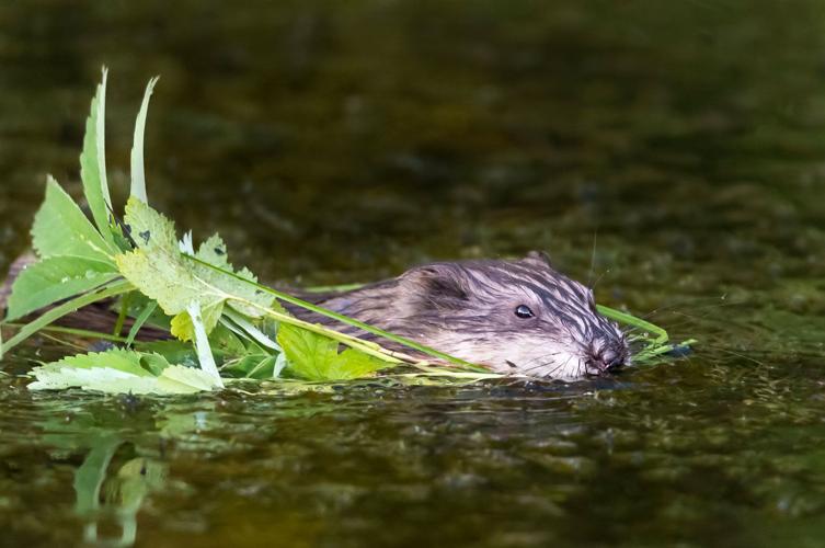 Five Fun Facts About... The Muskrat | Estes Valley Spotlight ...