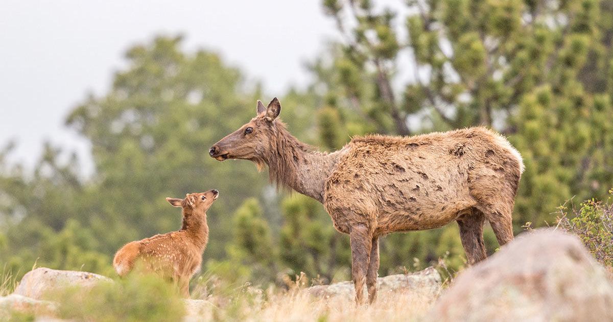 Cpw Is Urging Awareness Of Aggressive Cow Elk In Estes Park Following ...