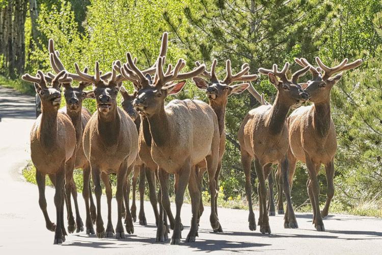 A Parade Of Elk | Estes Valley Spotlight | estesparknews.com