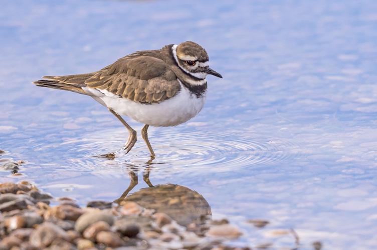 Five Fun Facts About… The Killdeer | Estes Valley Spotlight ...