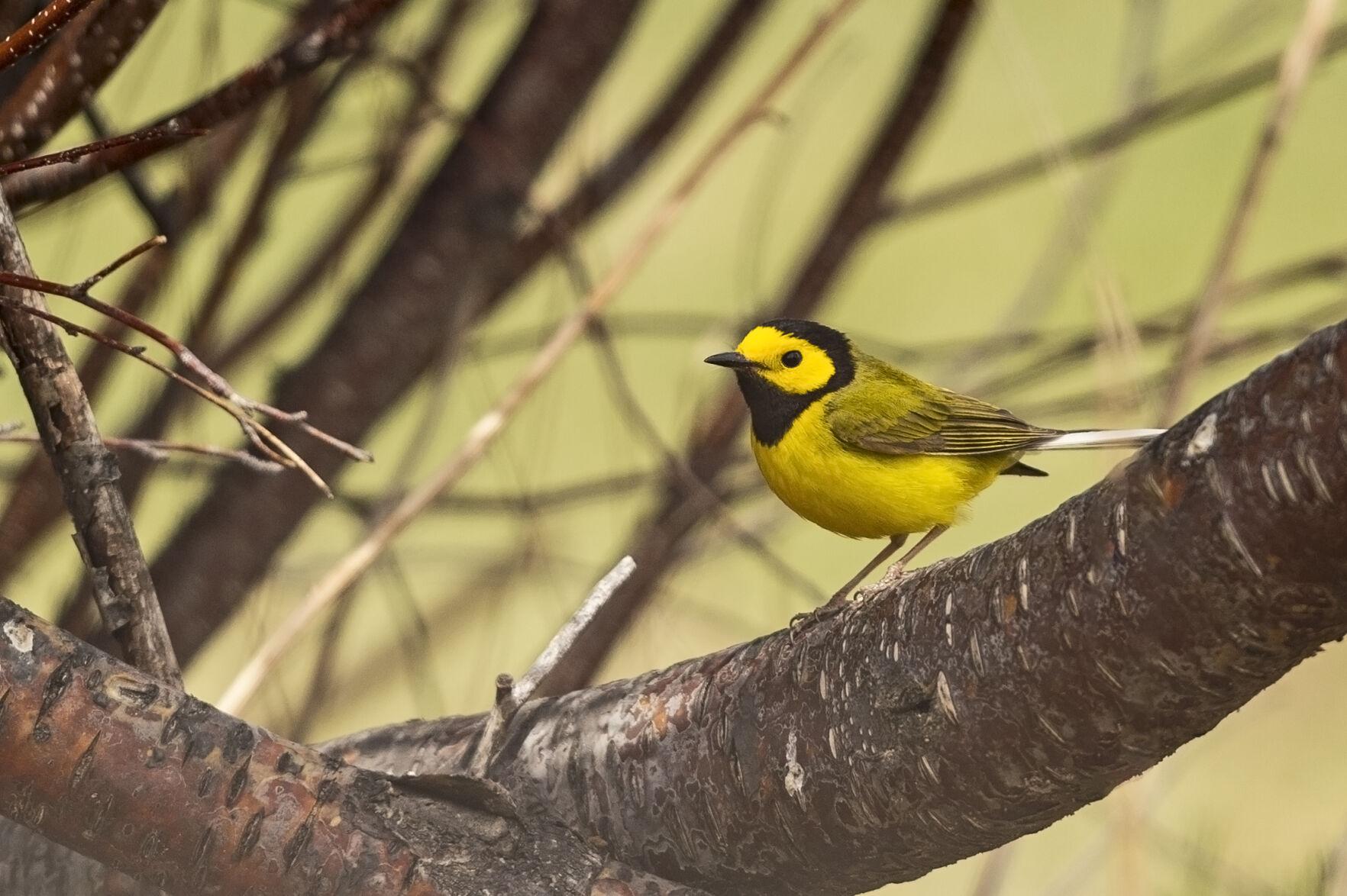 Five Fun Facts About… The Hooded Warbler | Estes Valley Spotlight ...