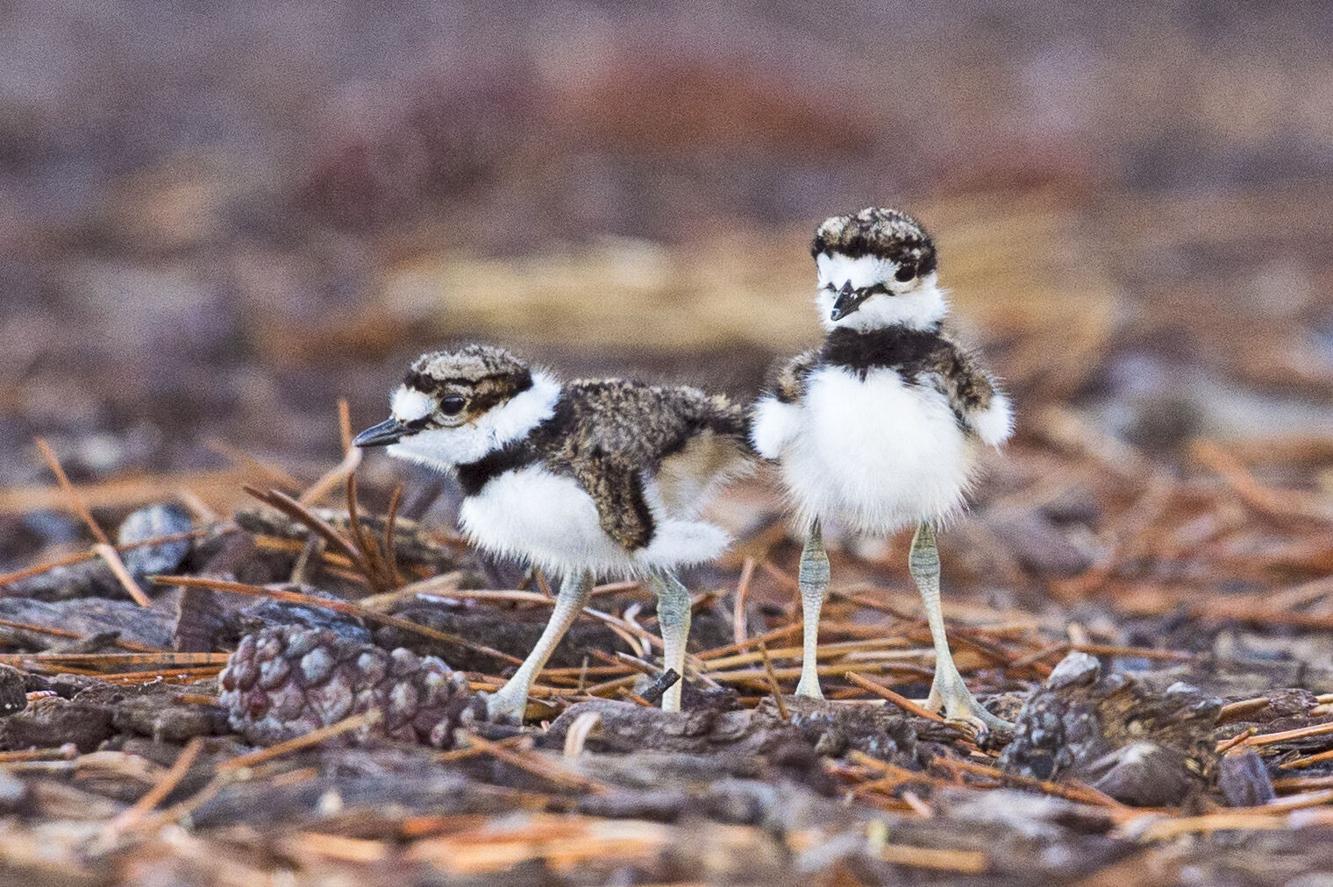 Five Fun Facts About… The Killdeer | Estes Valley Spotlight ...