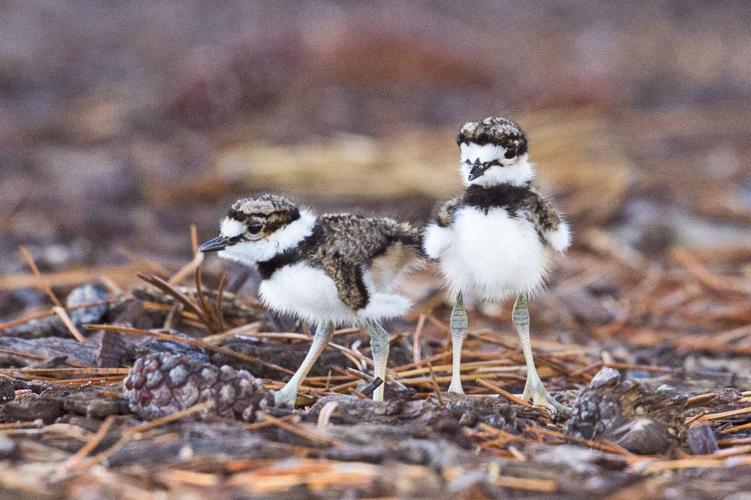 Five Fun Facts About… The Killdeer | Estes Valley Spotlight ...