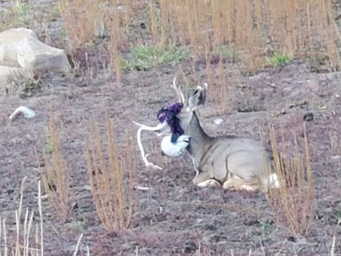 Be A Good Neighbor To Wildlife By Removing Tangle Hazards | Featured ...