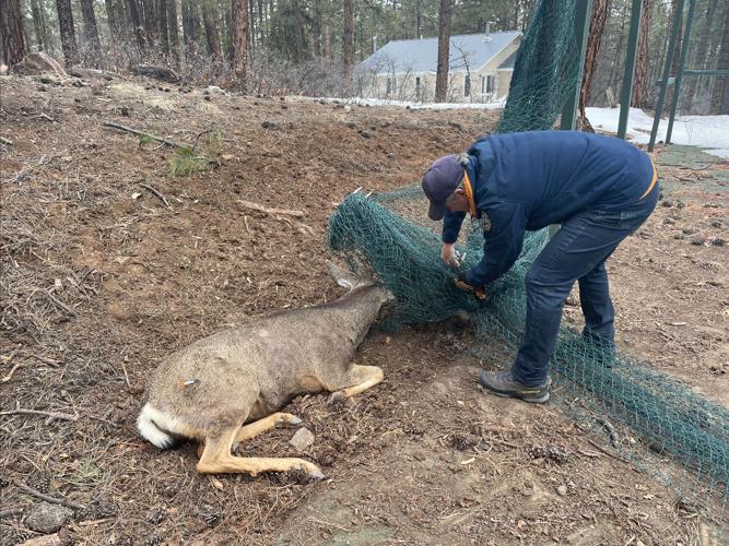 Be A Good Neighbor To Wildlife By Removing Tangle Hazards | Featured ...