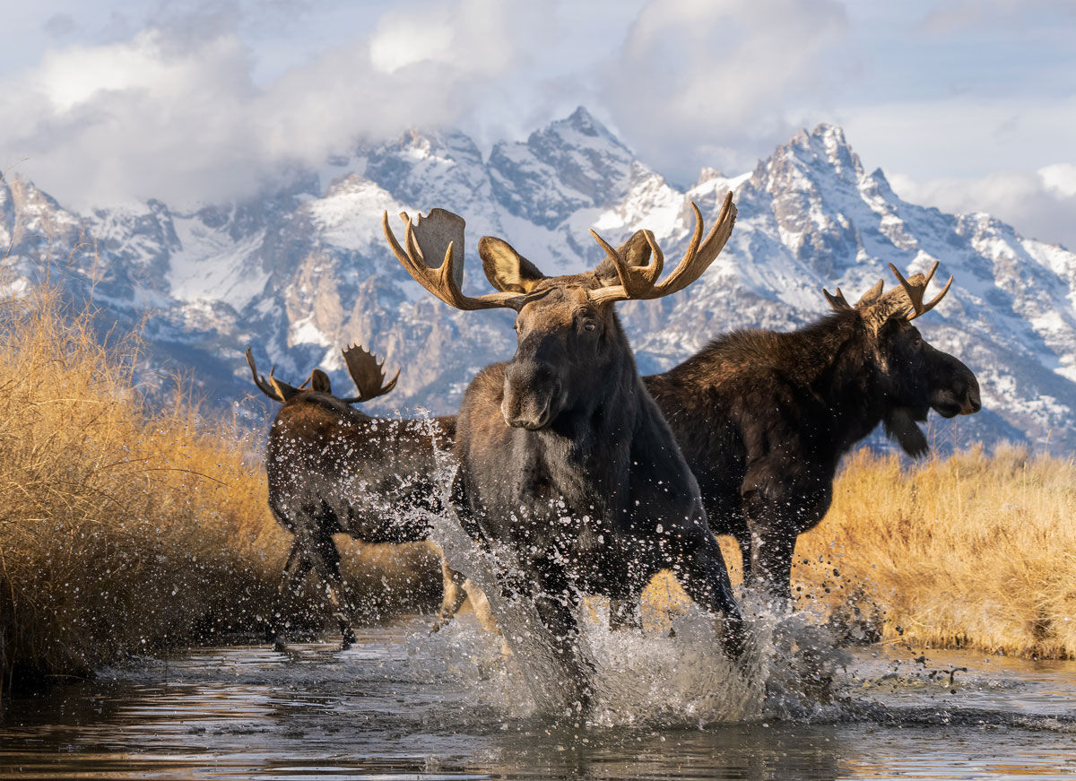Deena Sveinsson’s Moose Photograph Wins First Place | Estes Valley ...