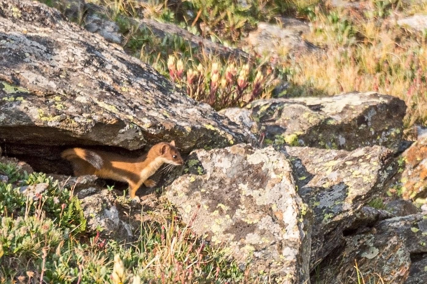 Five Fun Facts About... The Weasel | Estes Valley Spotlight ...