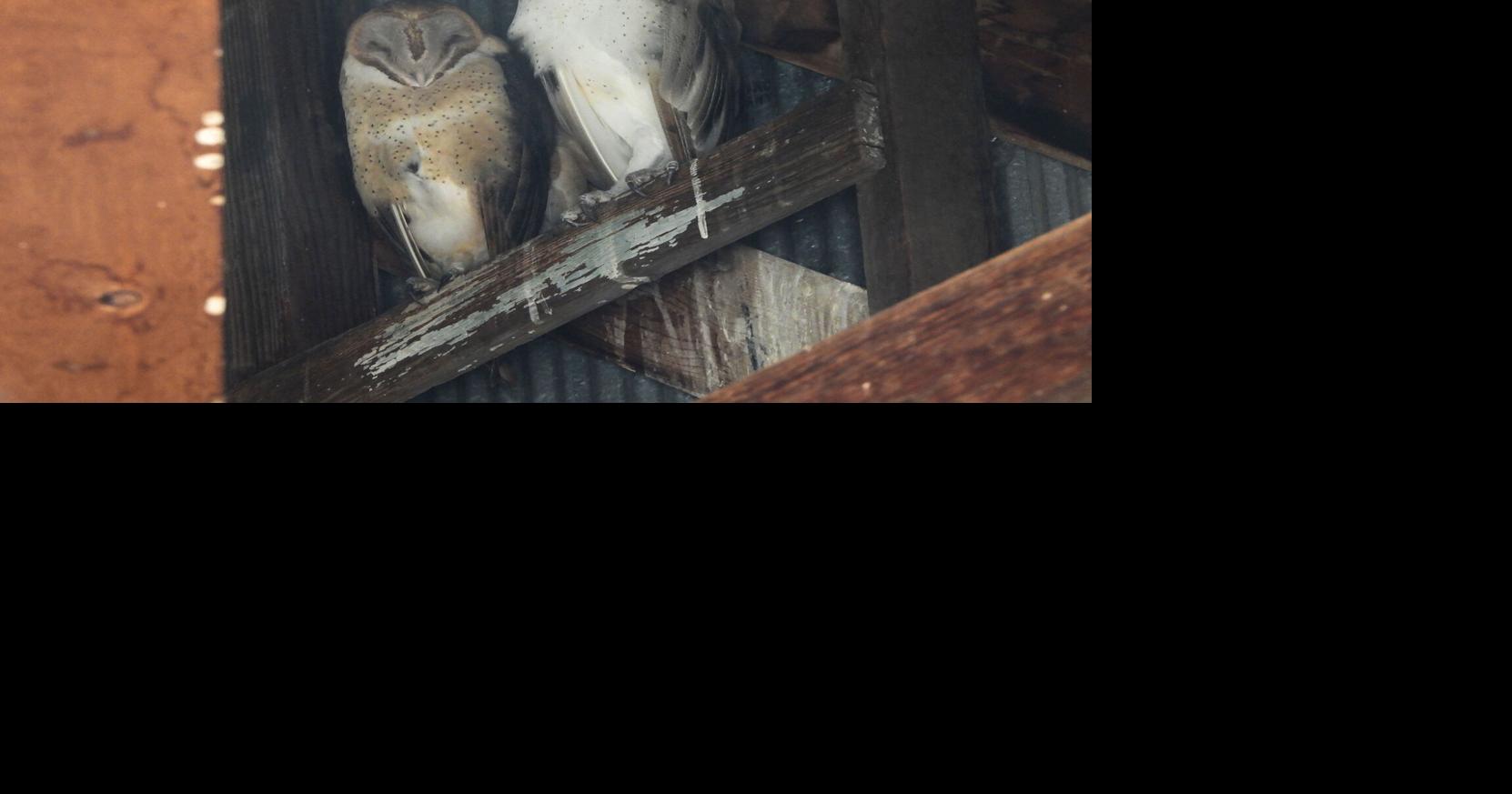 Exploring the World of the Barn Owl | Events | estesparknews.com