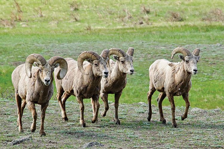 Big, Bold Rams In Rocky Mountain National Park | Estes Valley Spotlight ...