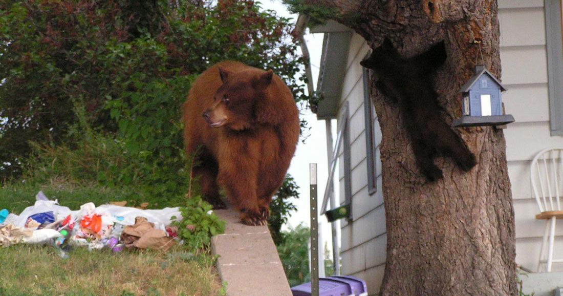 Bear Proofing Your Home Helps Protect Colorado’s Bears | Featured ...