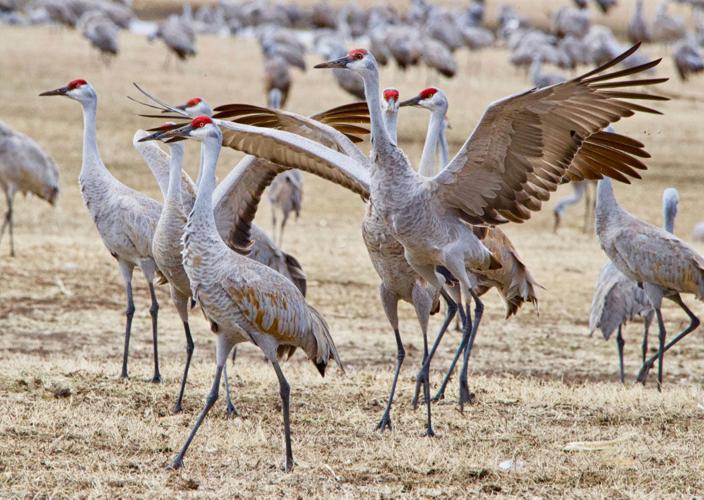 do sandhill cranes migrate