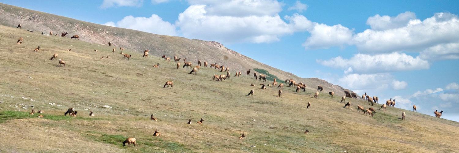 The Tundra Comes Alive | Estes Valley Spotlight | estesparknews.com