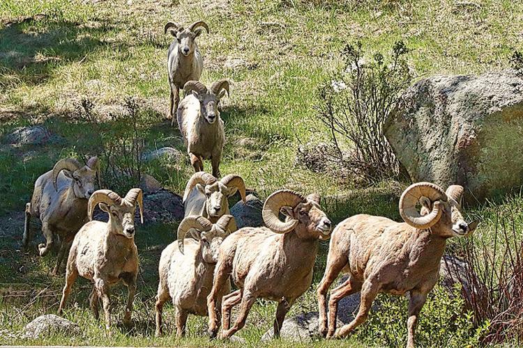 Big, Bold Rams In Rocky Mountain National Park | Estes Valley Spotlight ...