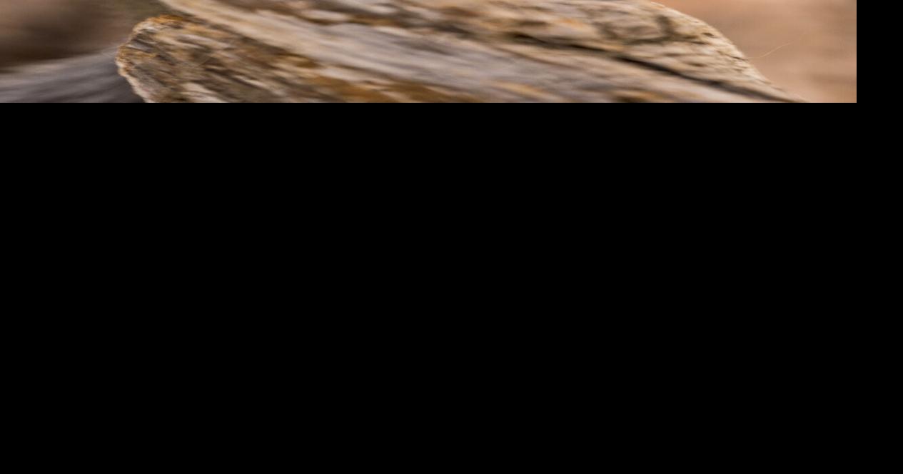 pine squirrel colorado