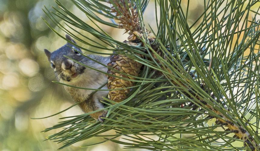 pine squirrel colorado