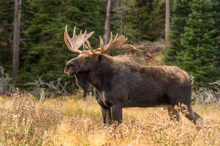 Five Fun Facts About… The Moose | Estes Valley Spotlight ...