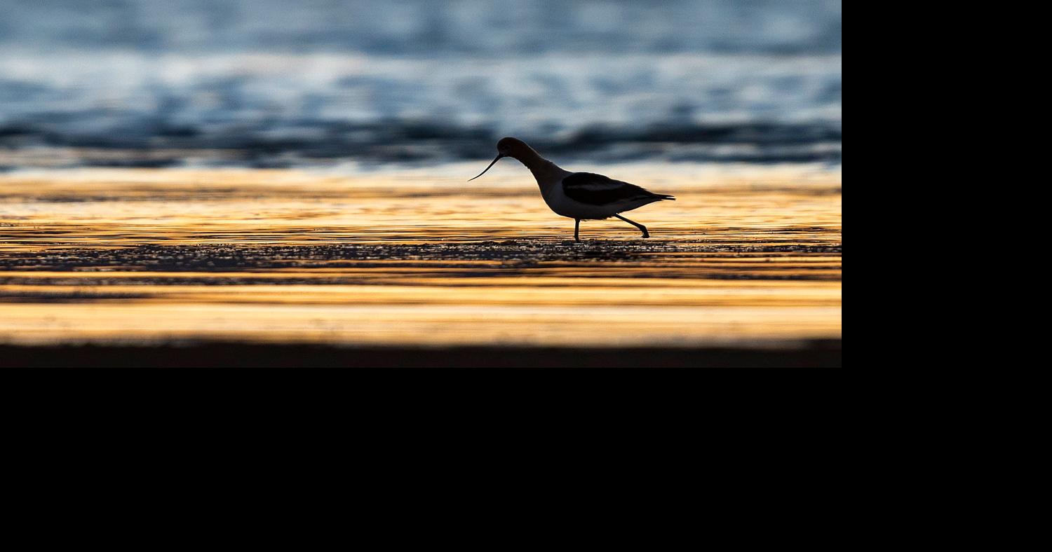 Five Fun Facts About… The American Avocet | Estes Valley Spotlight ...